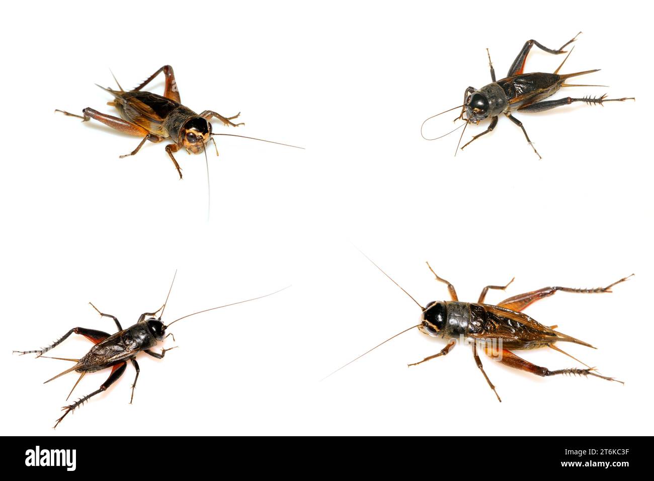 a kind of orthoptera insects named crickets on a white background Stock ...