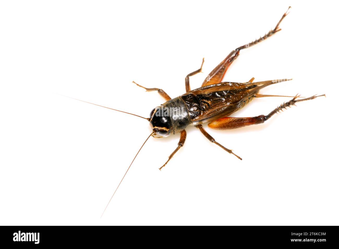 a kind of insects picture, cricket on a white background Stock Photo ...