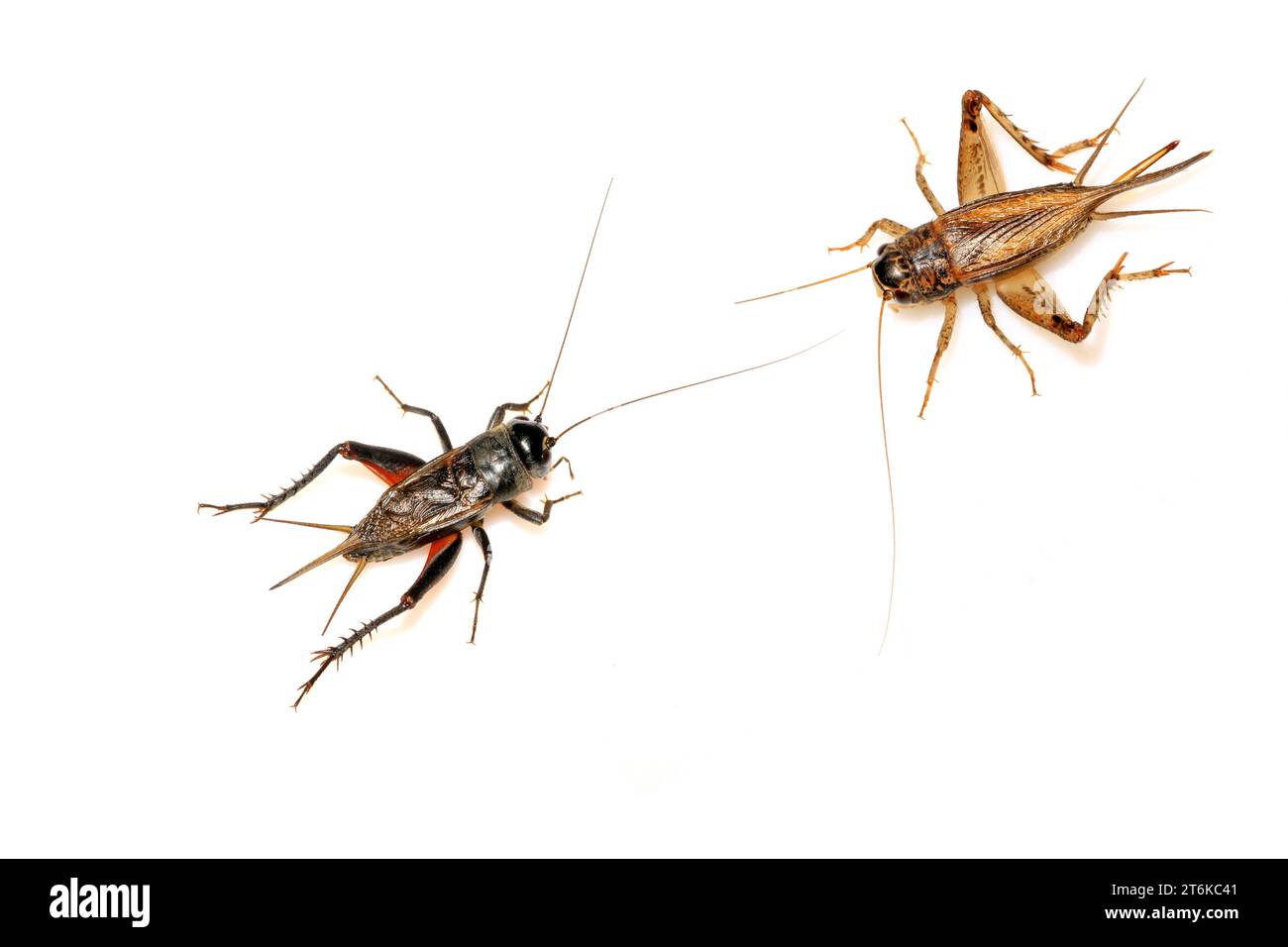 a kind of orthoptera insects named crickets on a white background Stock ...