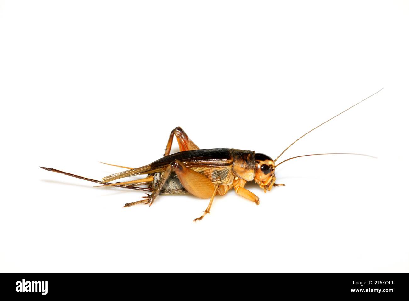 a kind of insects named crickets on a white background Stock Photo - Alamy