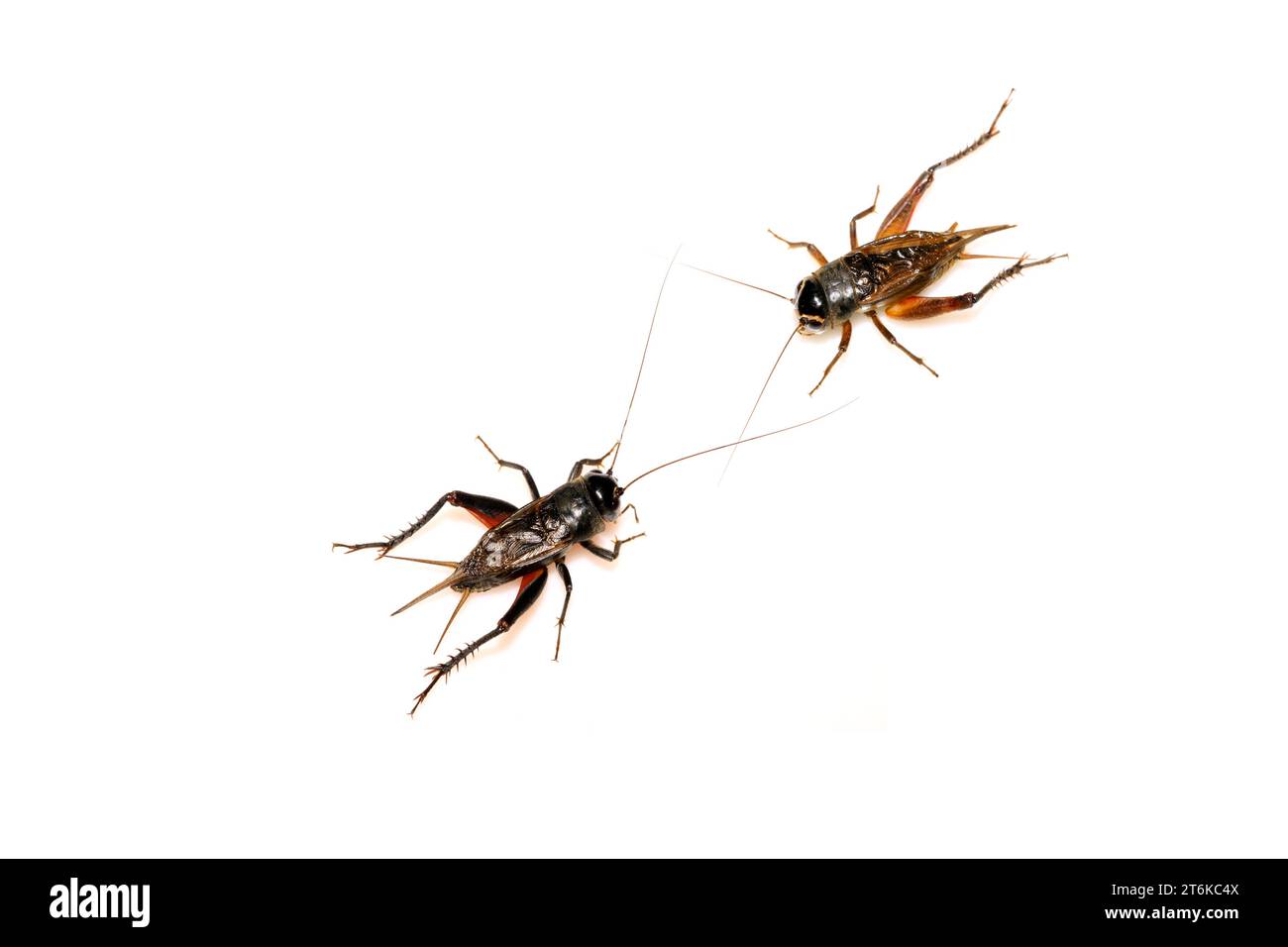 a kind of insects picture, cricket on a white background Stock Photo ...