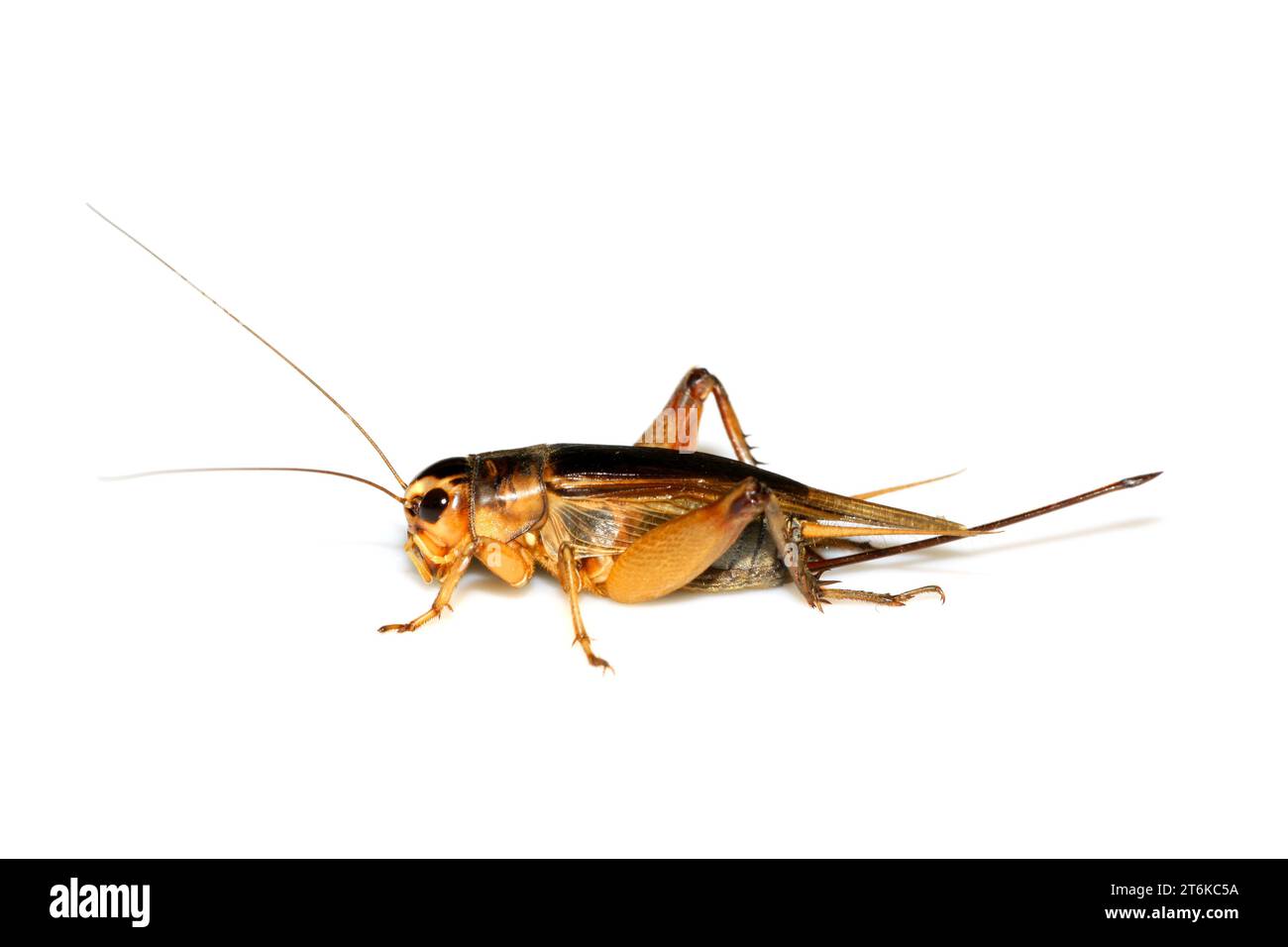 a kind of insects named crickets on a white background Stock Photo - Alamy