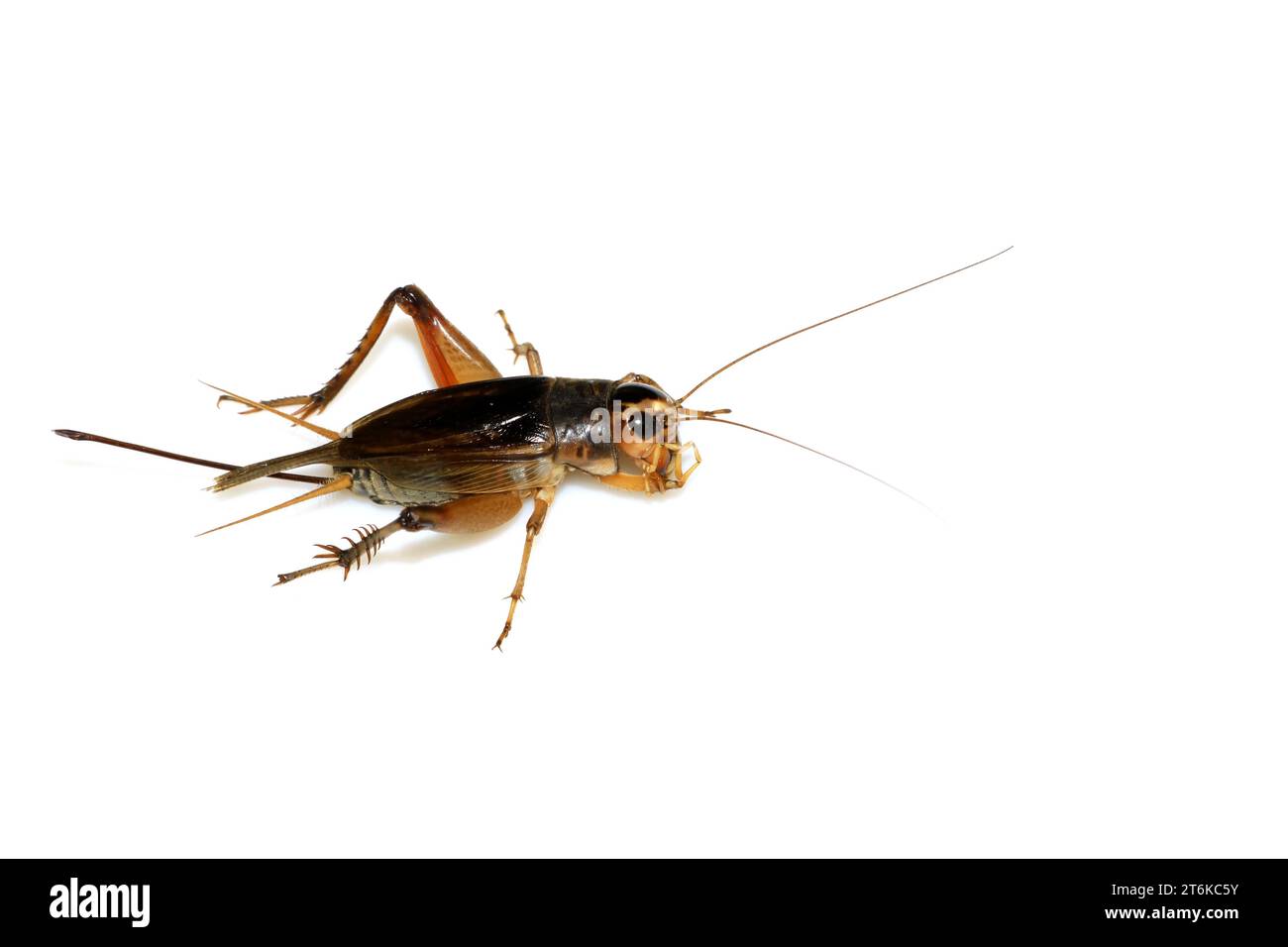 a kind of insects named crickets on a white background Stock Photo - Alamy