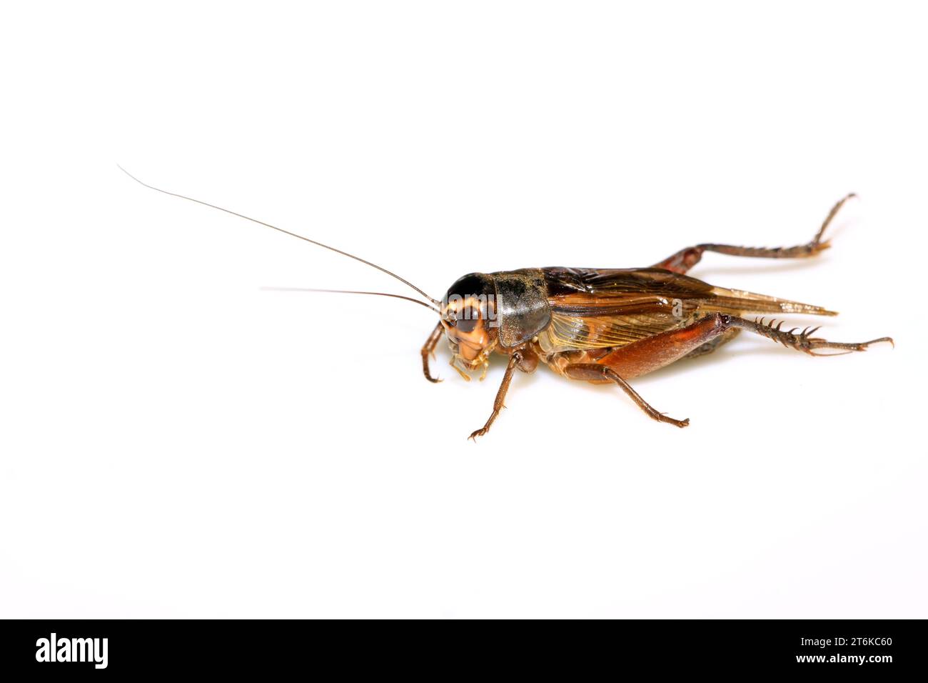 a kind of insects picture, cricket on a white background Stock Photo ...