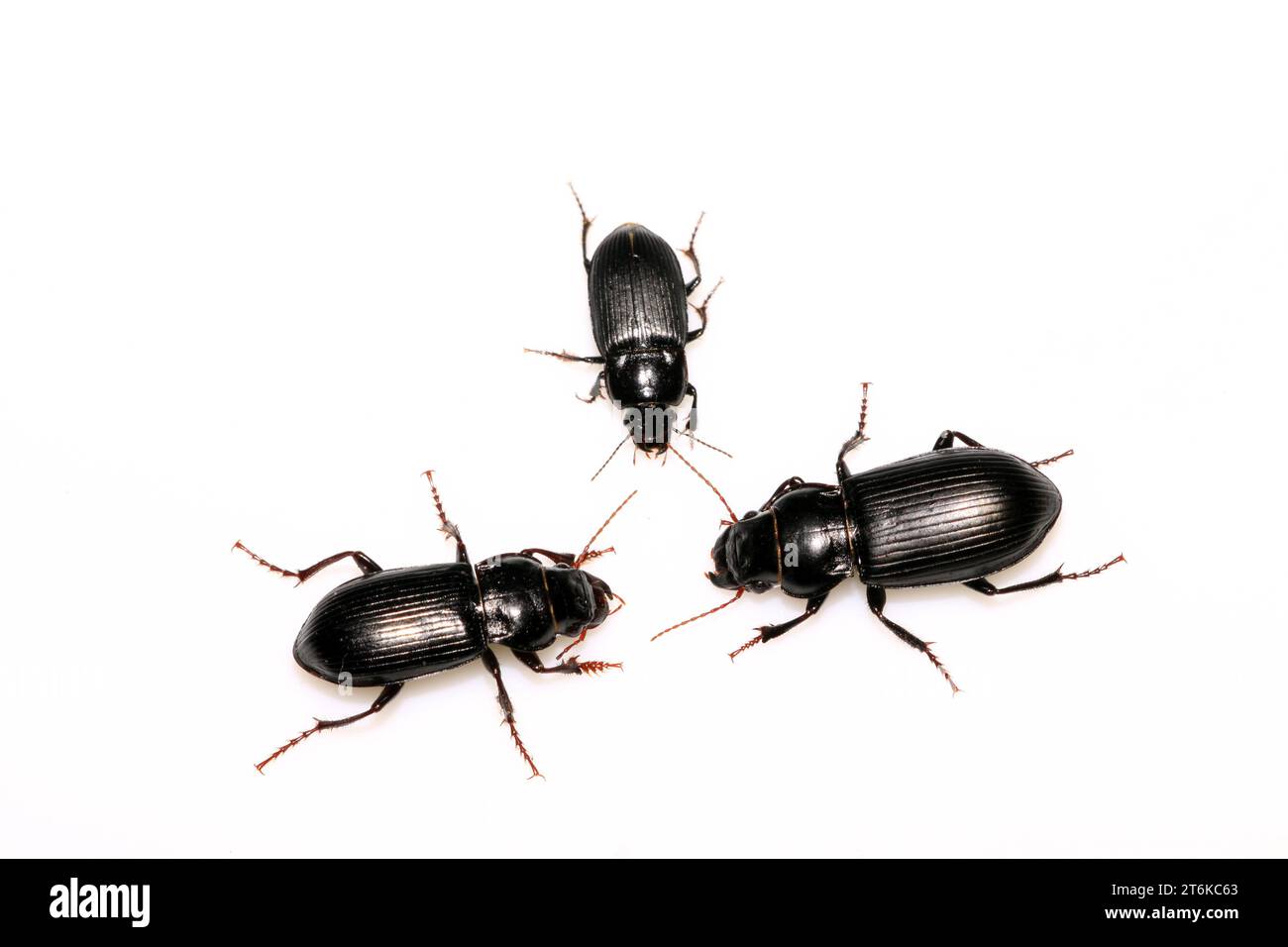 Insects 3 Cut Out Stock Images & Pictures - Alamy