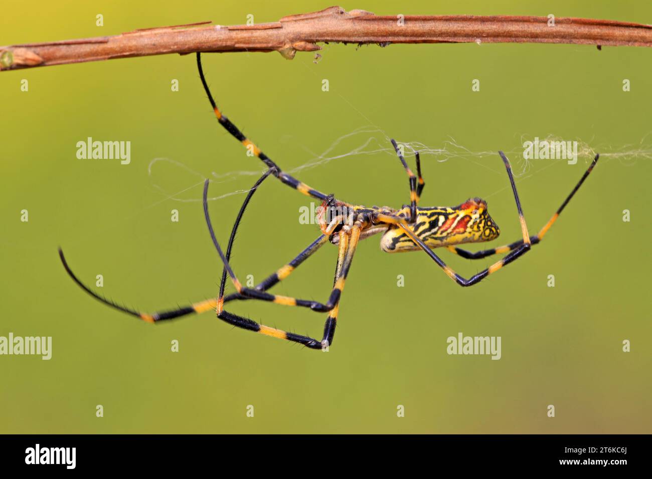 a spider upside down in the net, take photos in the wild natural state ...