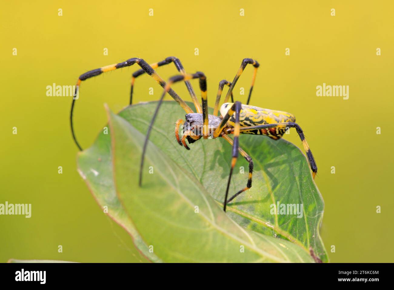 a spider upside down in the net, take photos in the wild natural state ...