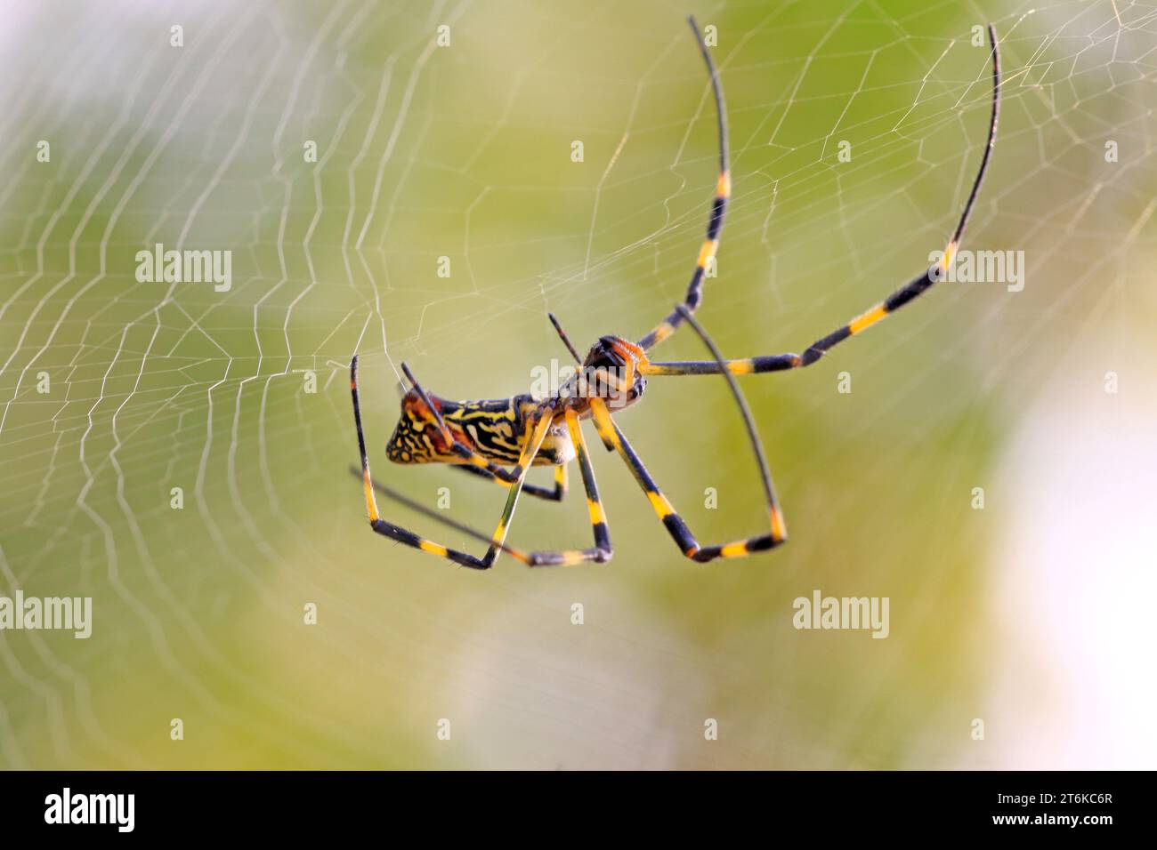 a spider upside down in the net, take photos in the wild natural state ...