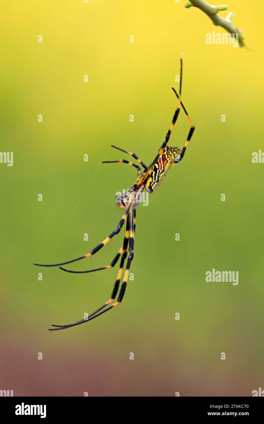 a spider upside down in the net, take photos in the wild natural state ...