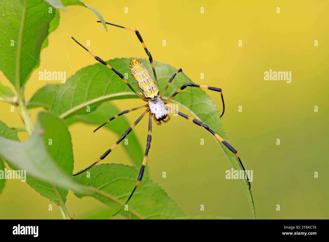a spider upside down in the net, take photos in the wild natural state ...
