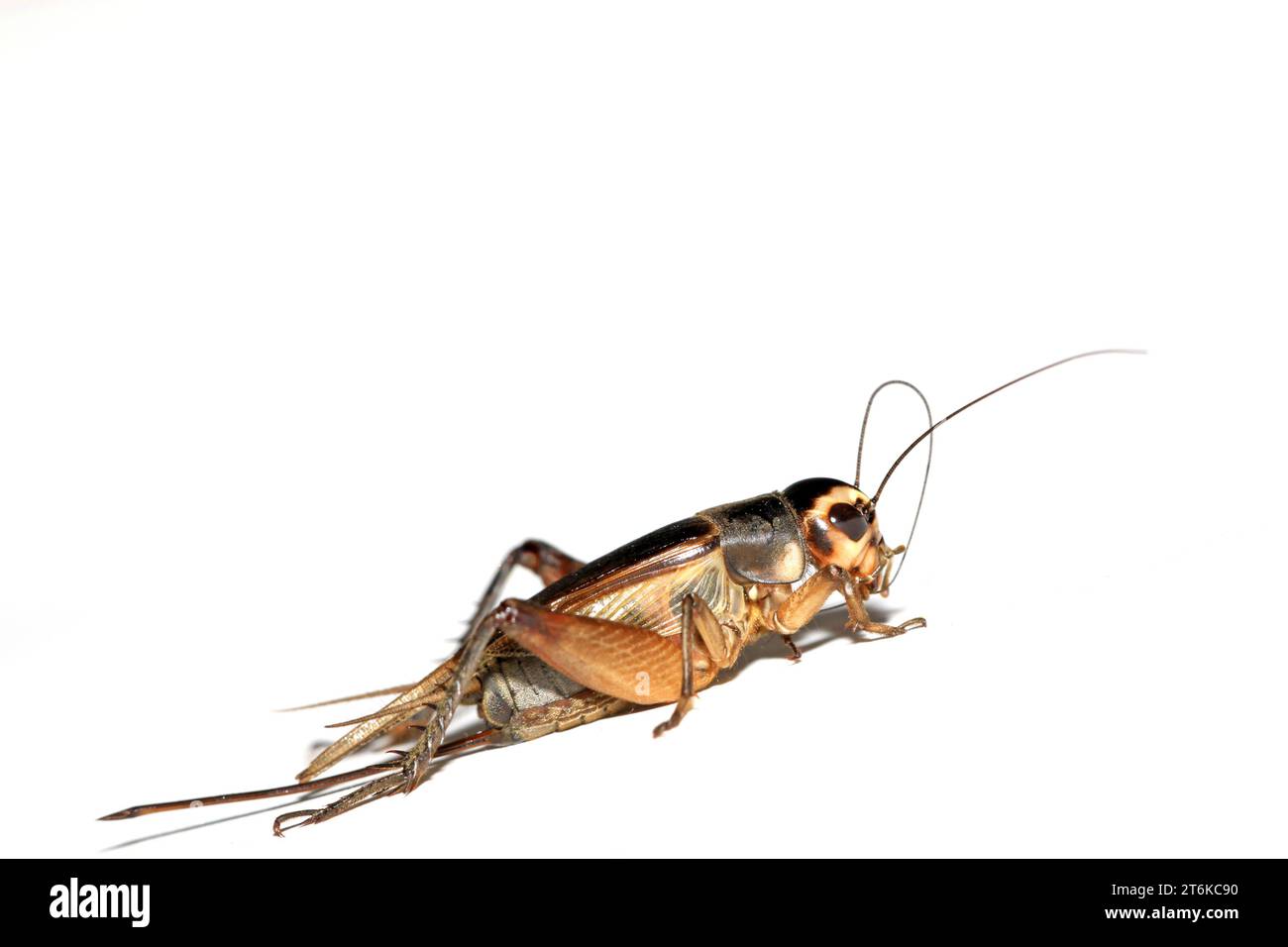 Cricket nymphs hi-res stock photography and images - Alamy