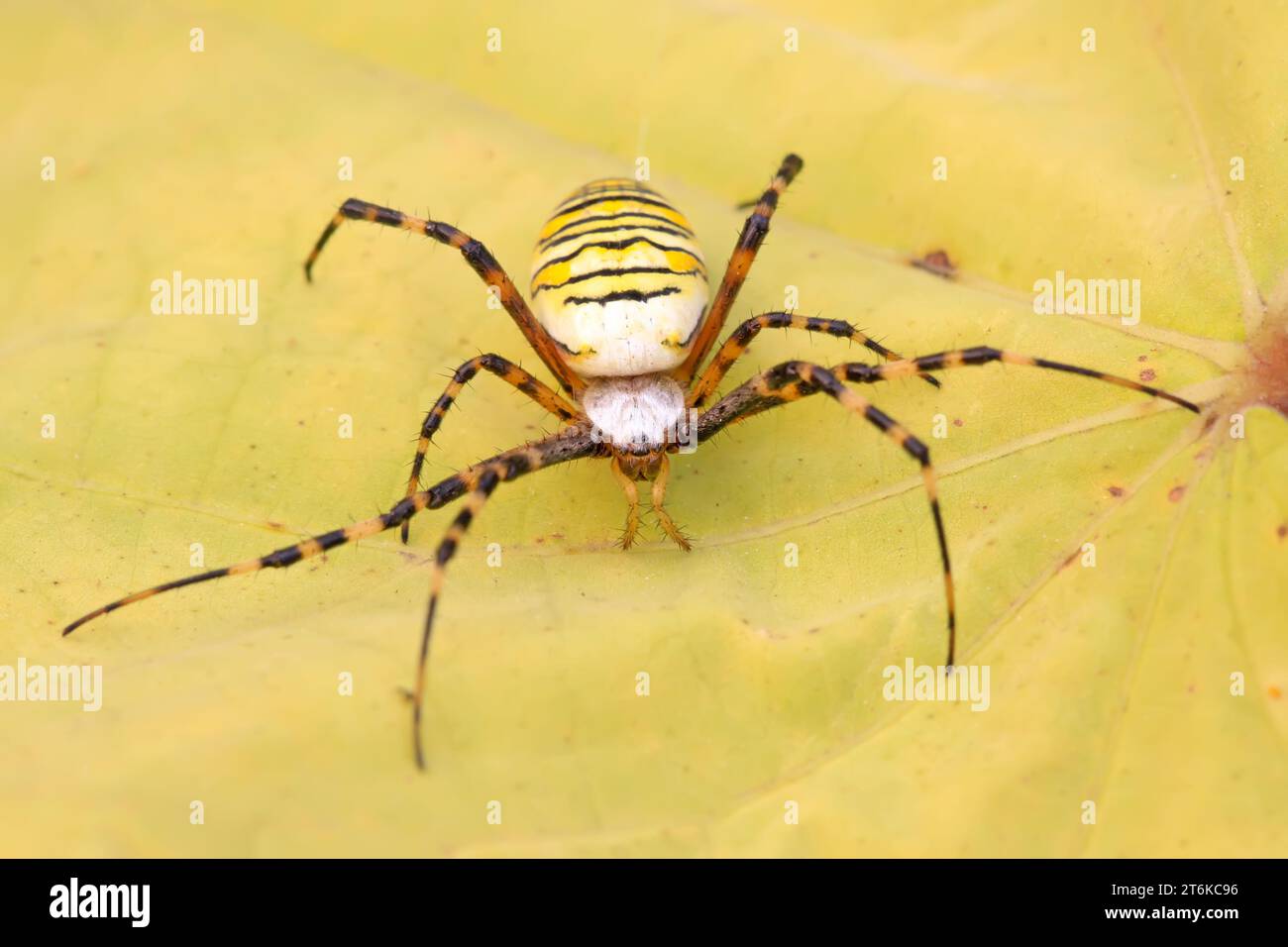 a kind of insects named spider, body covered with strange patterns, in ...