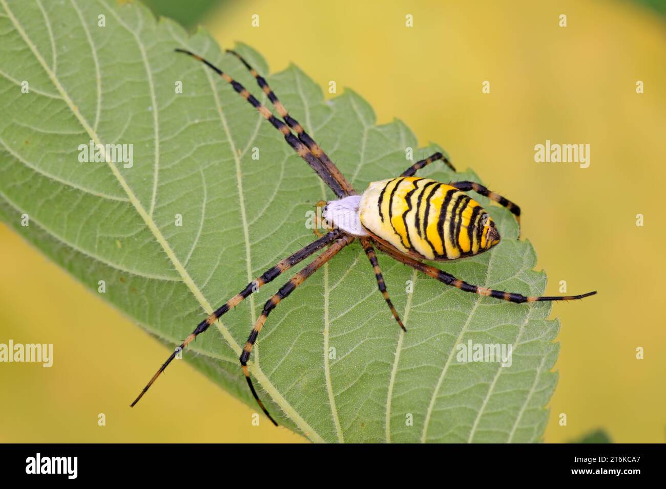 a kind of insects named spider, body covered with strange patterns, in ...