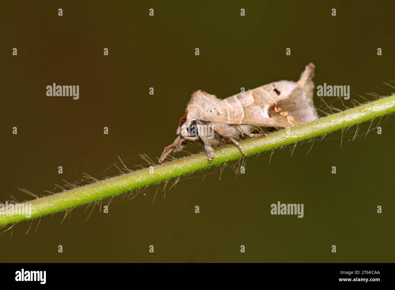 Insects in plant stems hi-res stock photography and images - Alamy