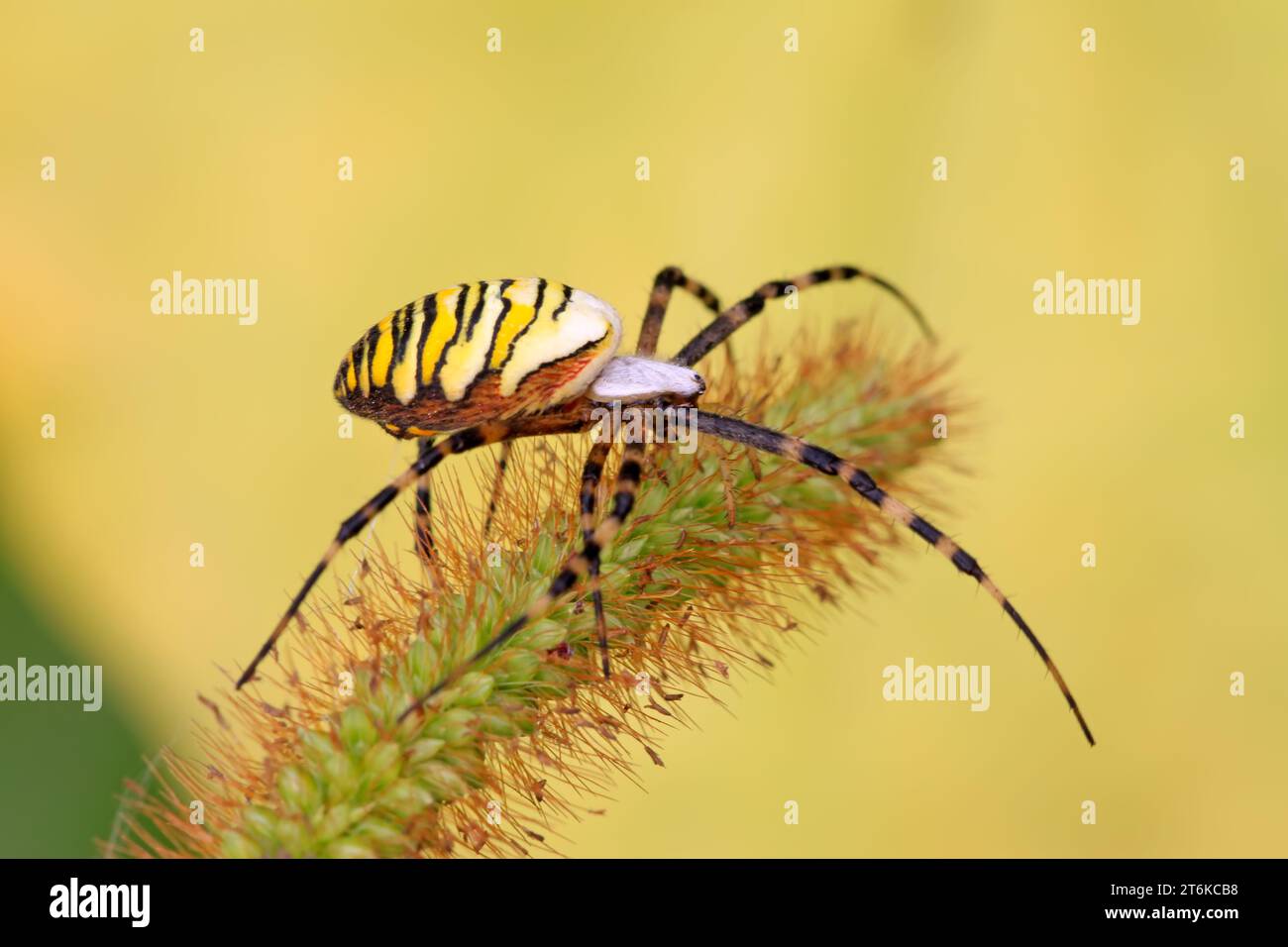 a kind of insects named spider, body covered with strange patterns, in ...