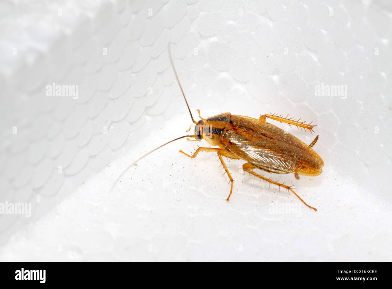 Causitive pests hi-res stock photography and images - Alamy
