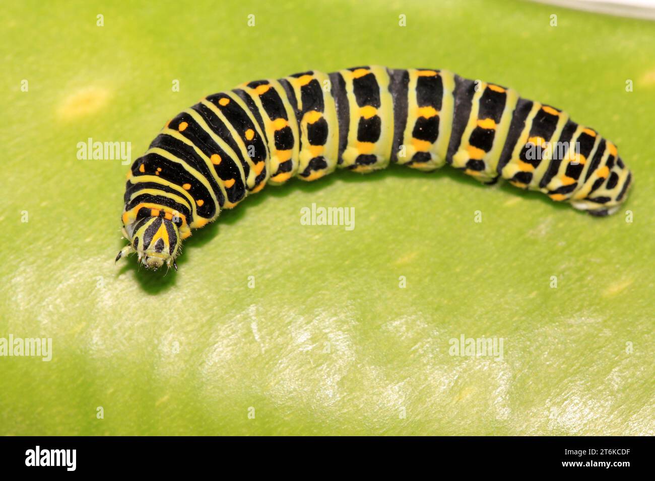 butterfly larva - caterpillar in a leaf Stock Photo - Alamy