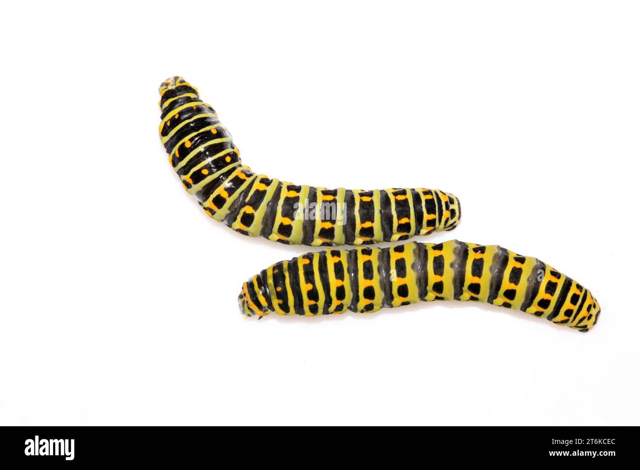 Butterfly in habitat Cut Out Stock Images & Pictures - Alamy