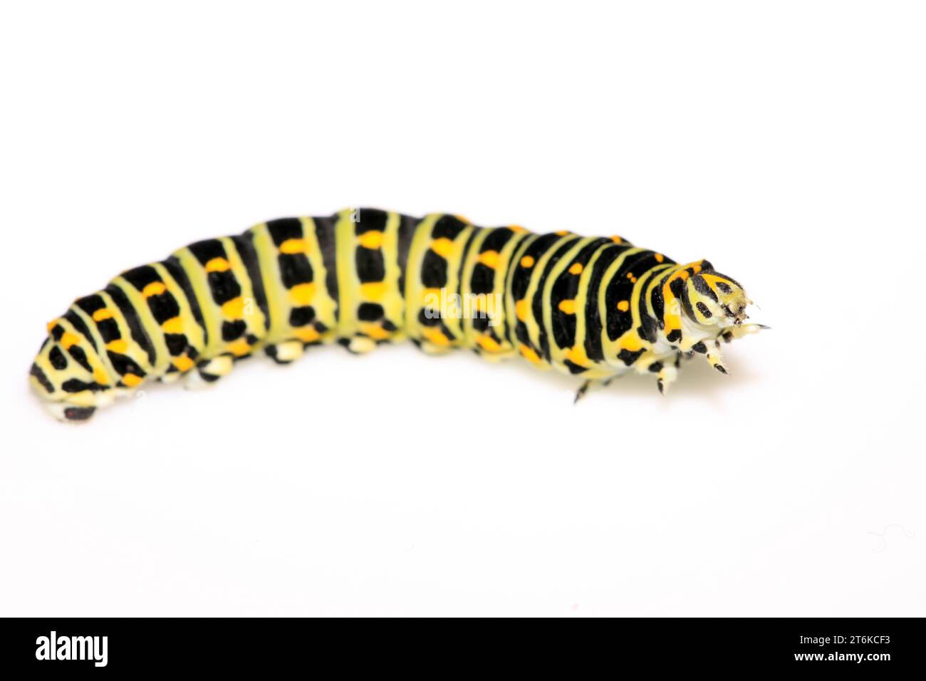 Butterfly in habitat Cut Out Stock Images & Pictures - Alamy