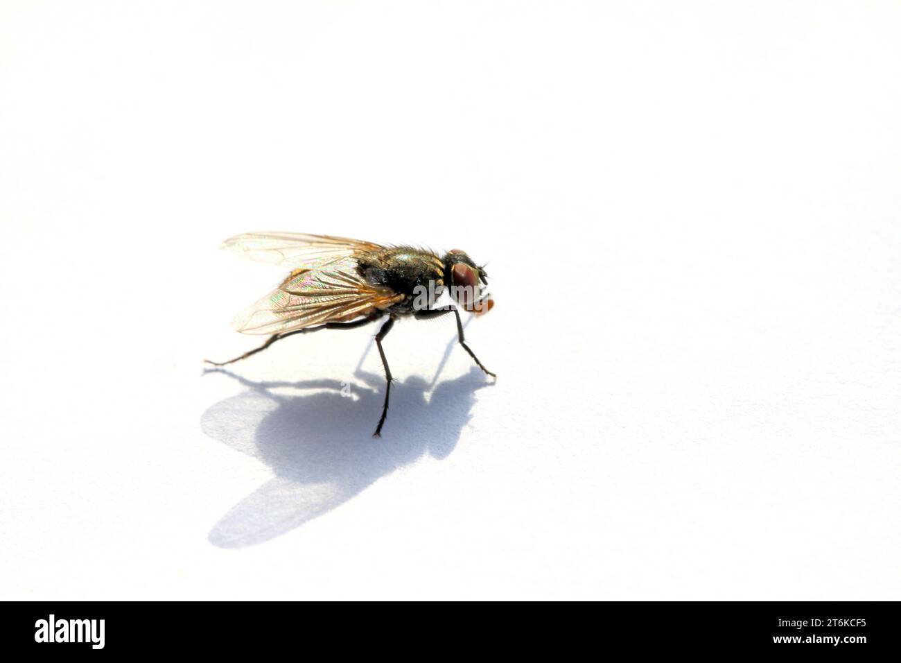 Bug material Cut Out Stock Images & Pictures - Alamy