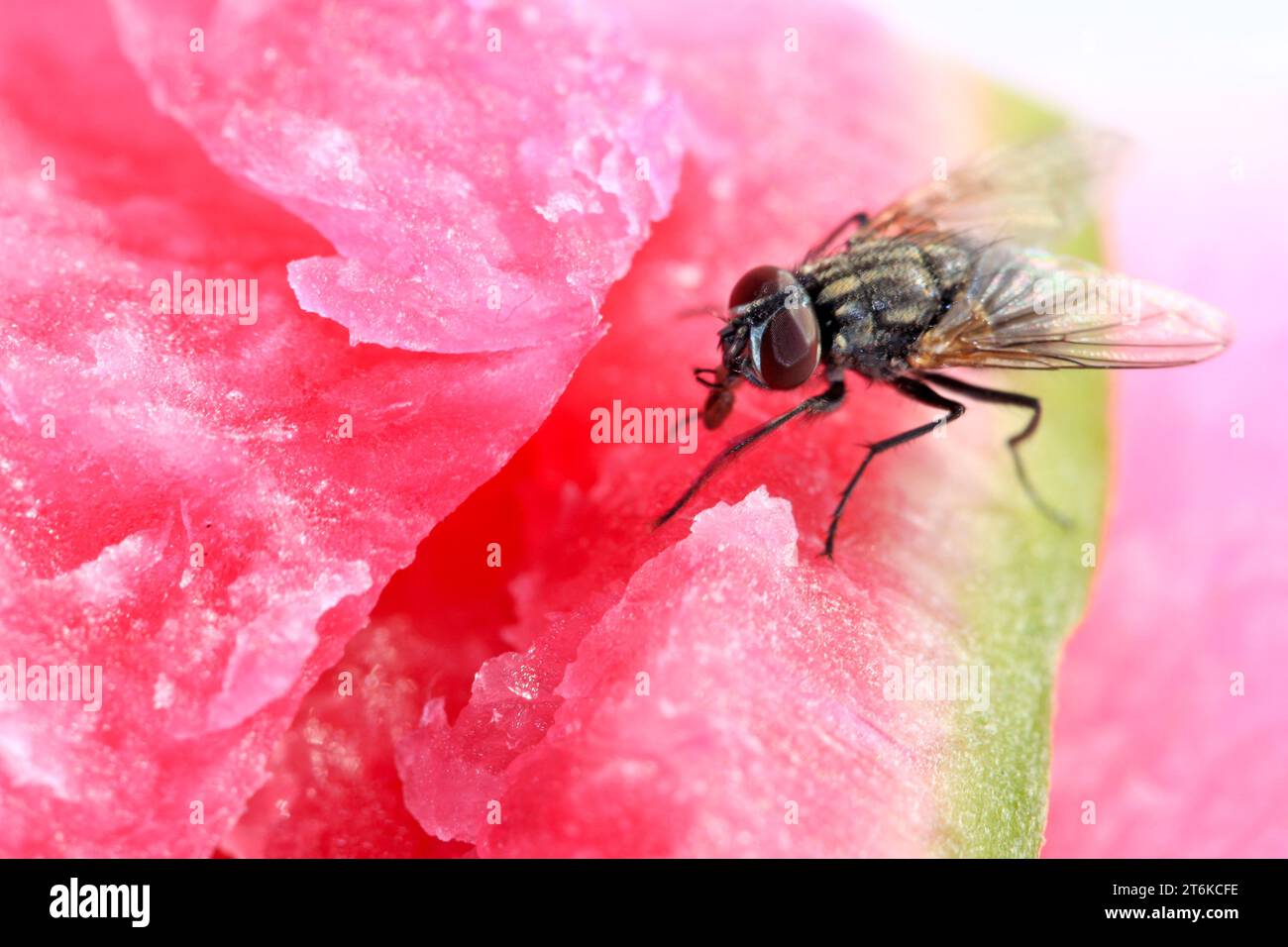 closeup of diptera insects - flies Stock Photo - Alamy