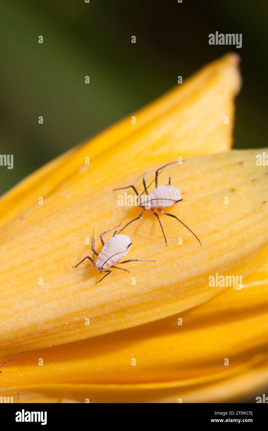 many aphids gathered on the green plant leaf, in the wild Stock Photo ...