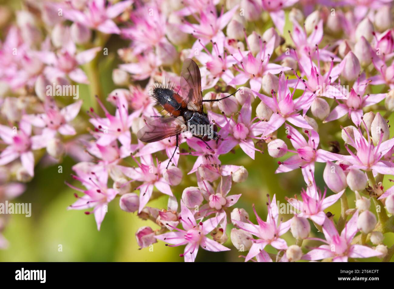 flies insects in plant inflorescence Stock Photo - Alamy