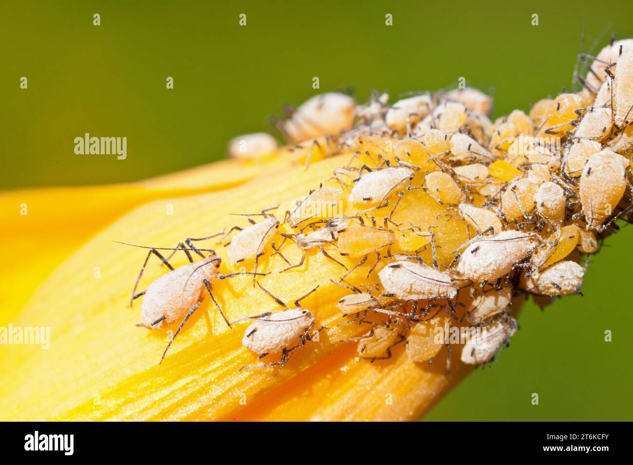 many aphids gathered on the green plant leaf, in the wild Stock Photo ...