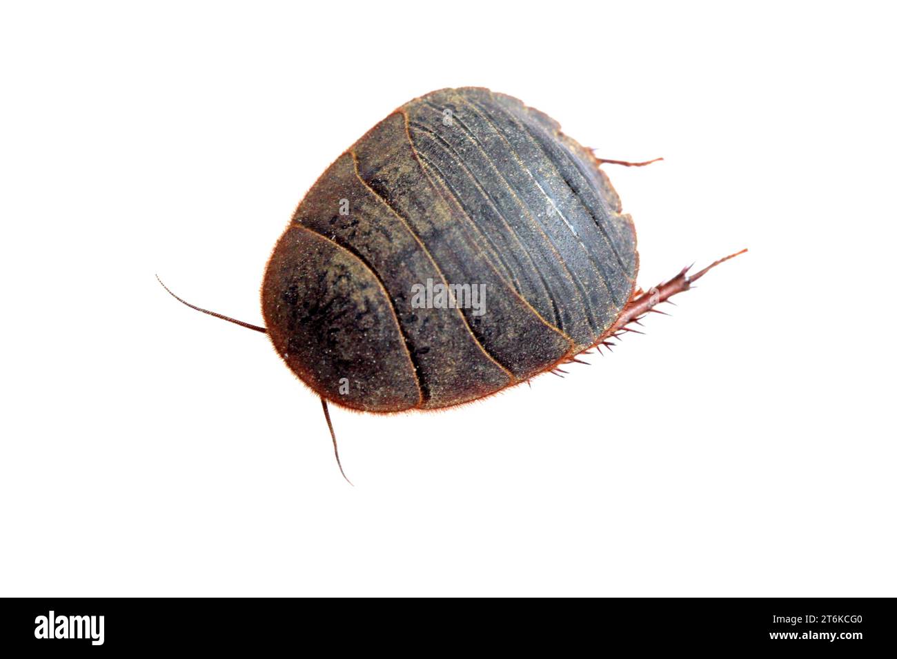 Insects dormant china hi-res stock photography and images - Alamy