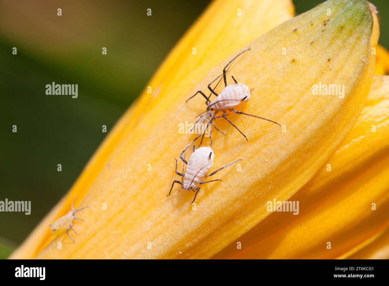 many aphids gathered on the green plant leaf, in the wild Stock Photo ...