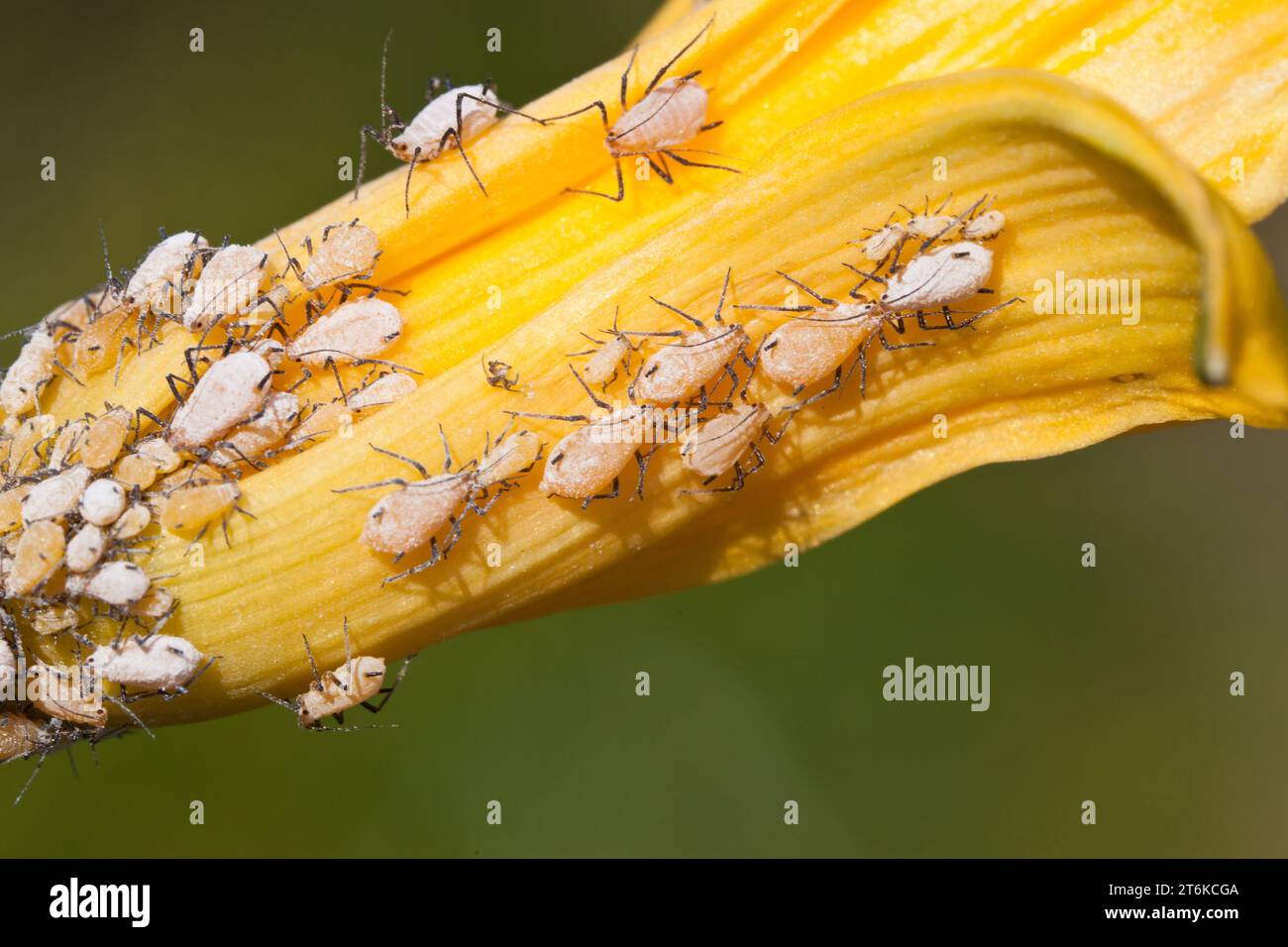 many aphids gathered on the green plant leaf, in the wild Stock Photo ...
