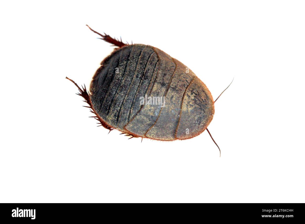 Soil terrapin hi-res stock photography and images - Alamy