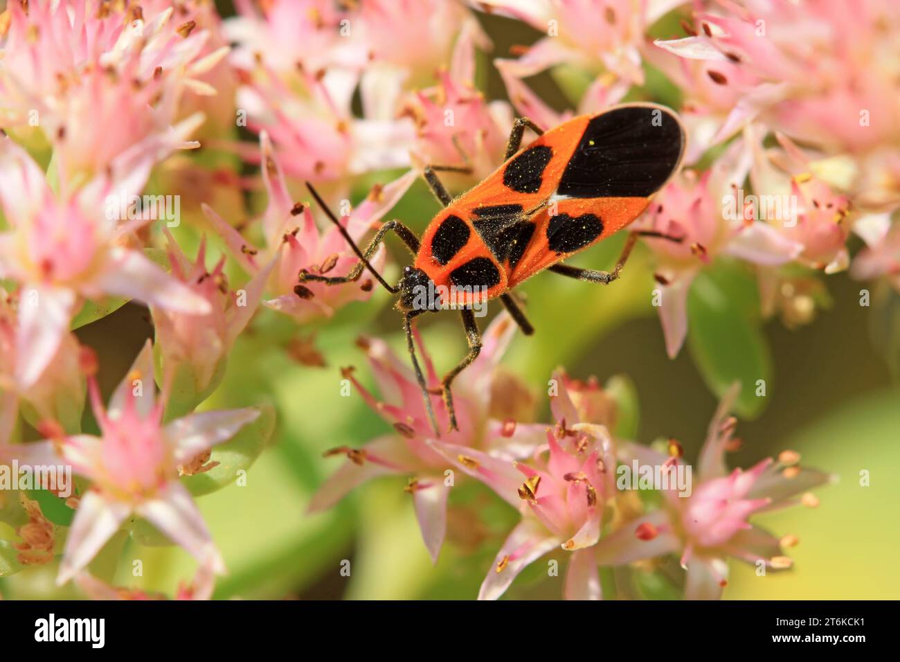 Fart worm hi-res stock photography and images - Alamy
