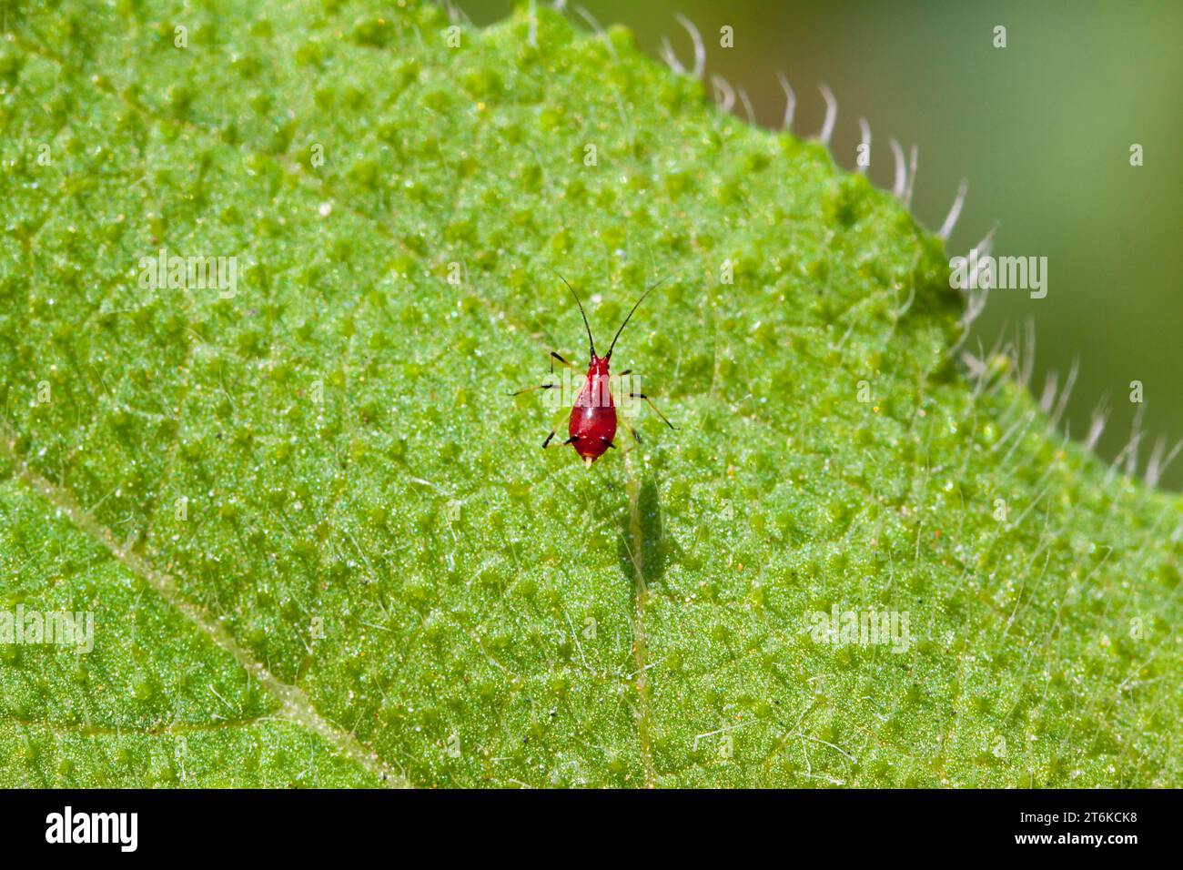 aphids on the green plant leaf, in the wild Stock Photo - Alamy