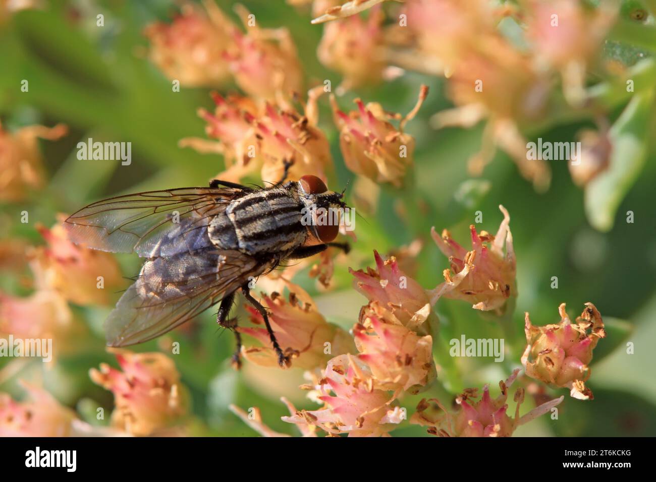 closeup of diptera insects - flies Stock Photo - Alamy
