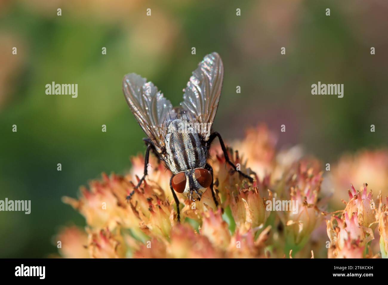closeup of diptera insects - flies Stock Photo - Alamy