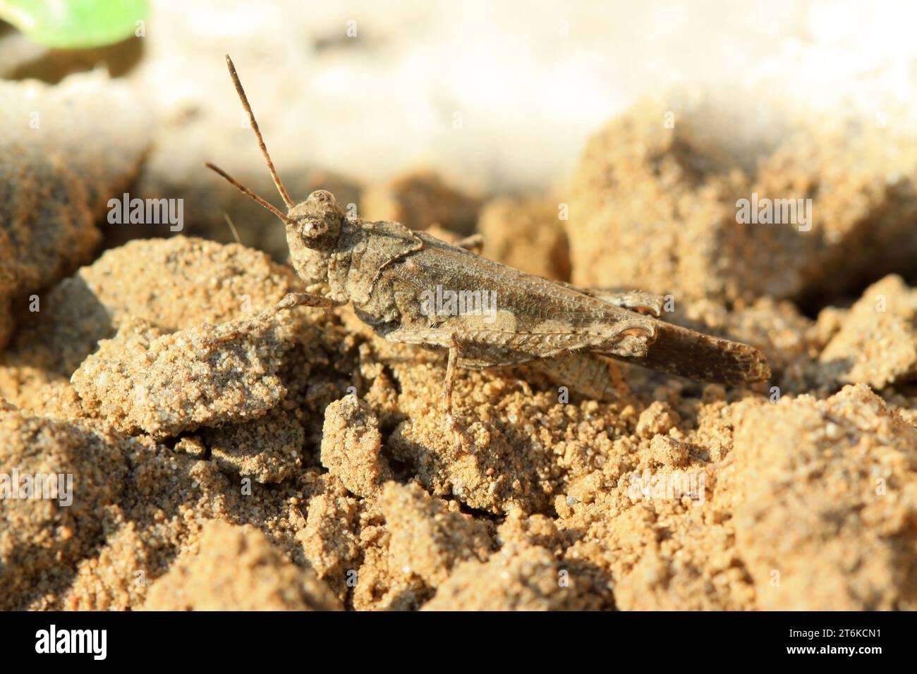 Warts locust hi-res stock photography and images - Alamy