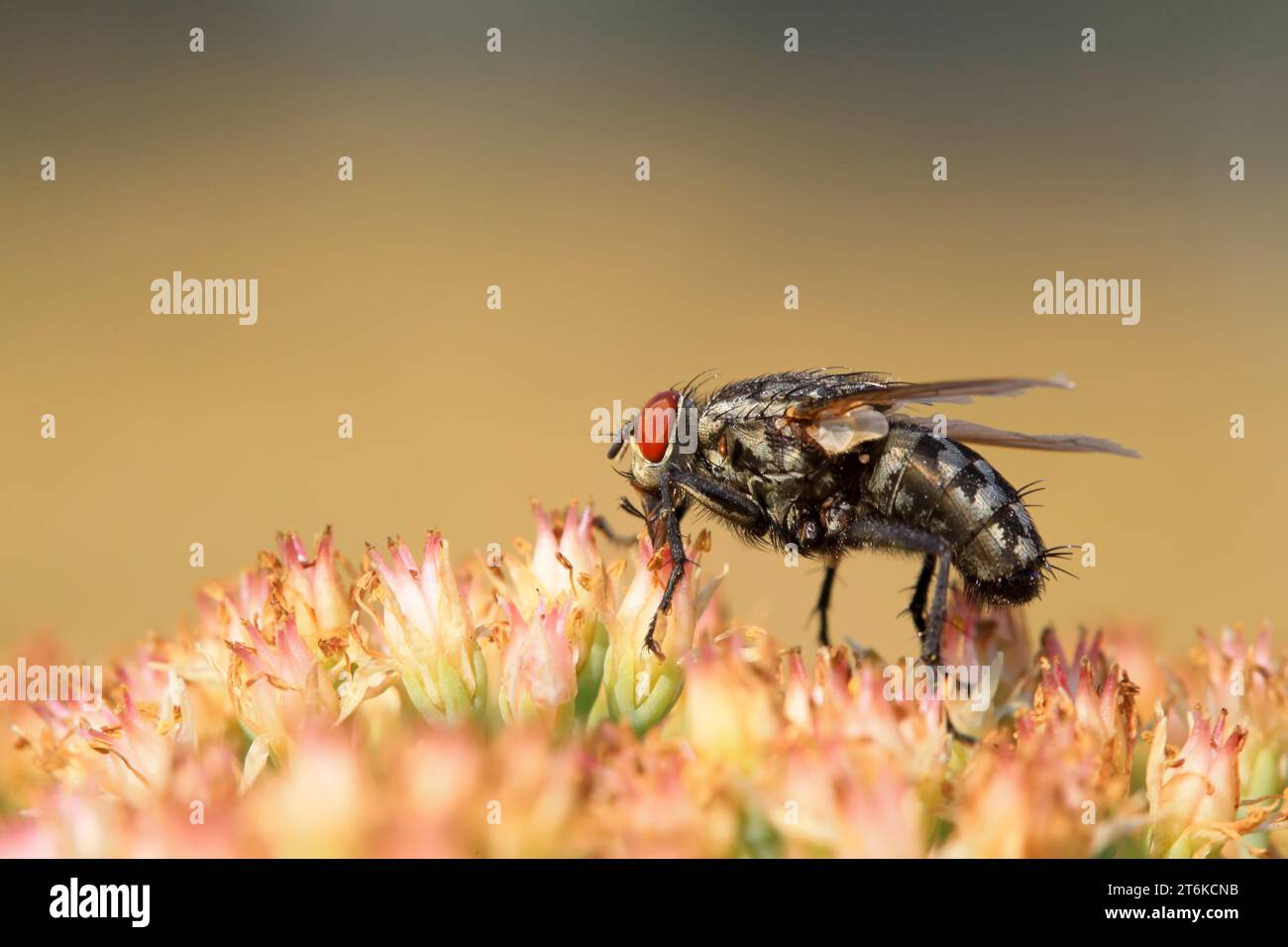 closeup of diptera insects - flies Stock Photo - Alamy