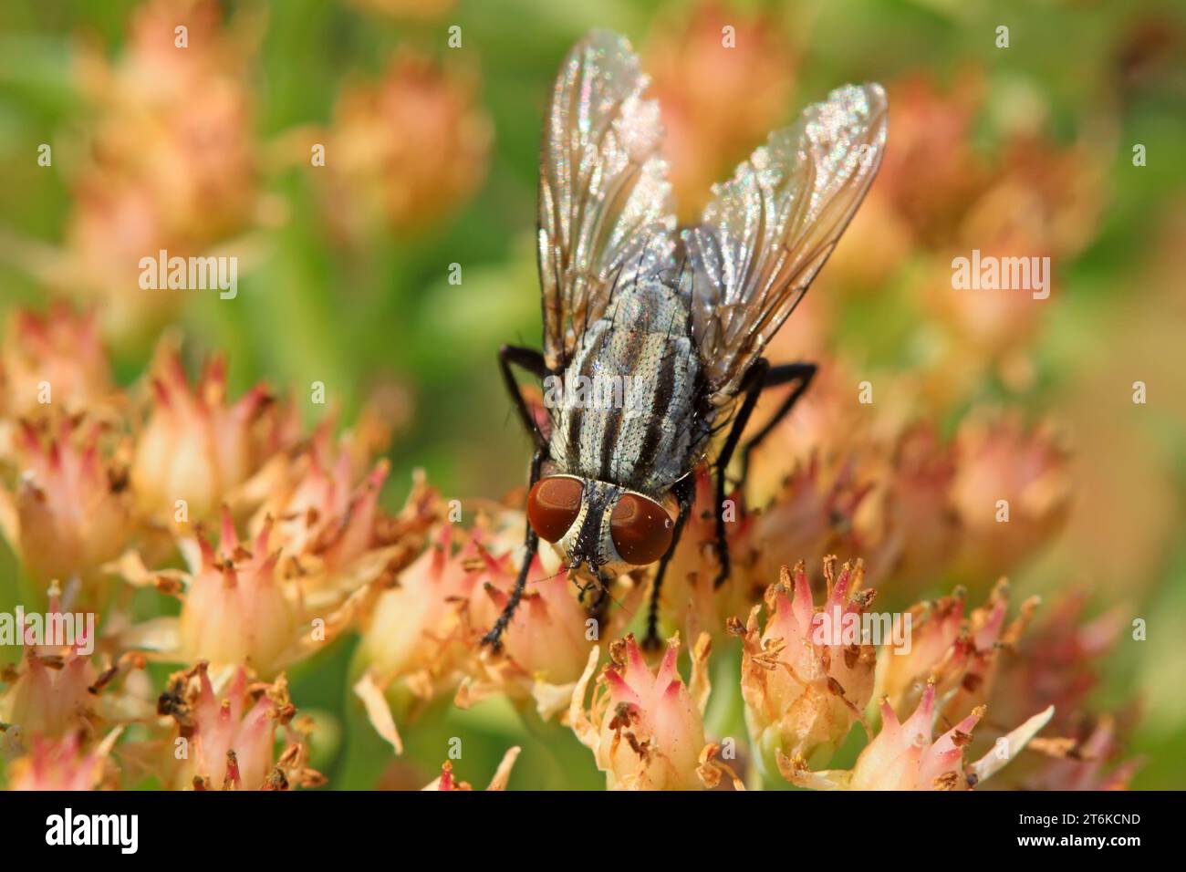 closeup of diptera insects - flies Stock Photo - Alamy