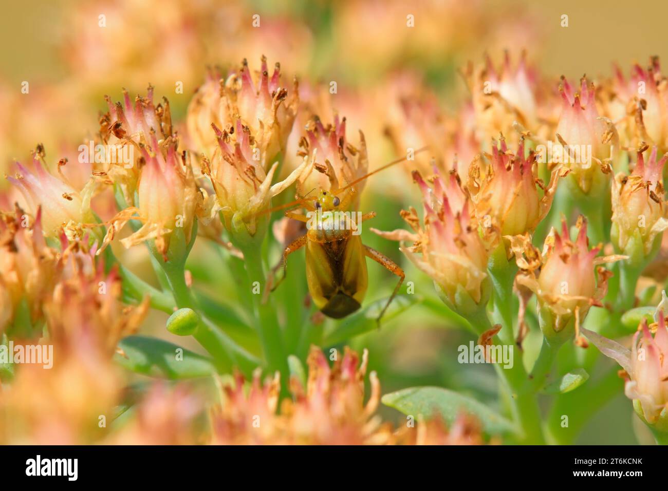 Fart insects hi-res stock photography and images - Alamy