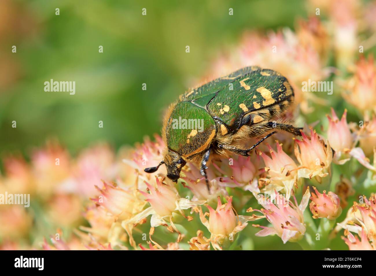 Green tortoise beetles hi-res stock photography and images - Alamy