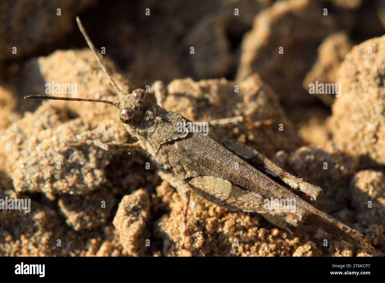 Warts locust hi-res stock photography and images - Alamy