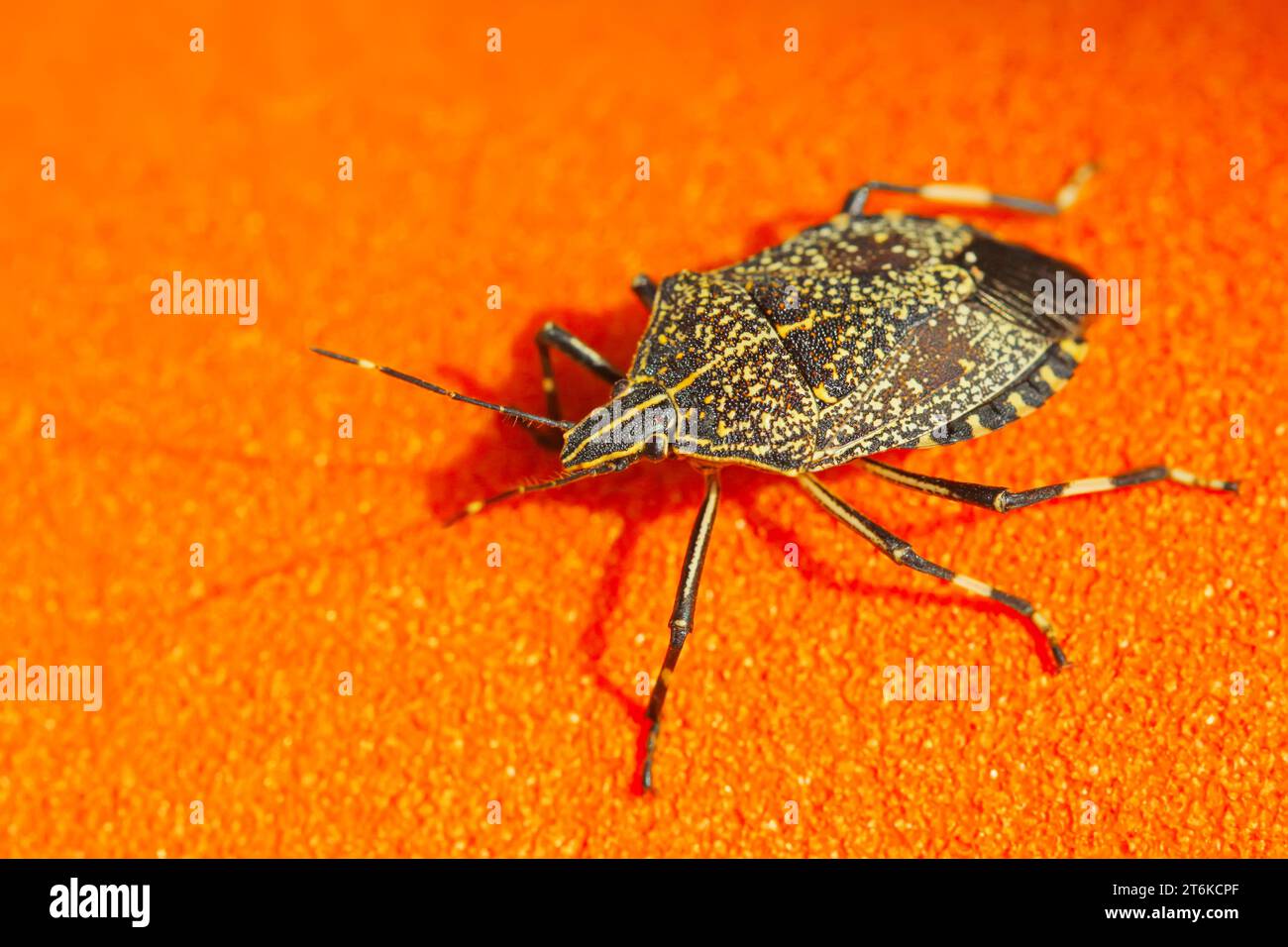 closeup of linen skin stinkbug in wild Stock Photo - Alamy
