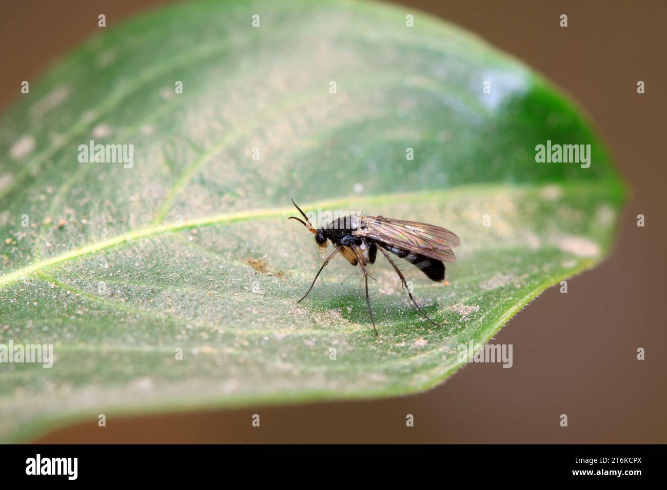Popular with bees and insects hi-res stock photography and images - Alamy