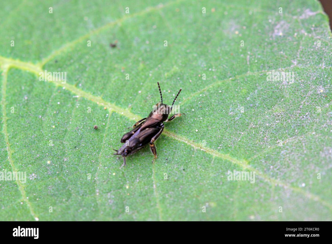 Insects orthoptera hi-res stock photography and images - Alamy