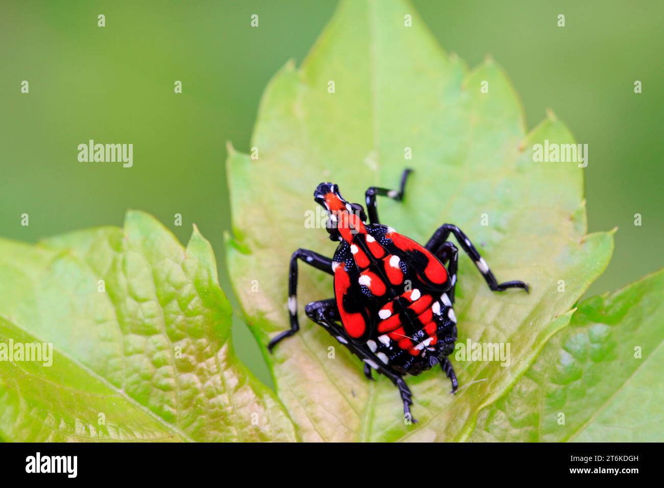 closeup of fulgoroidea insects on a leaf Stock Photo - Alamy