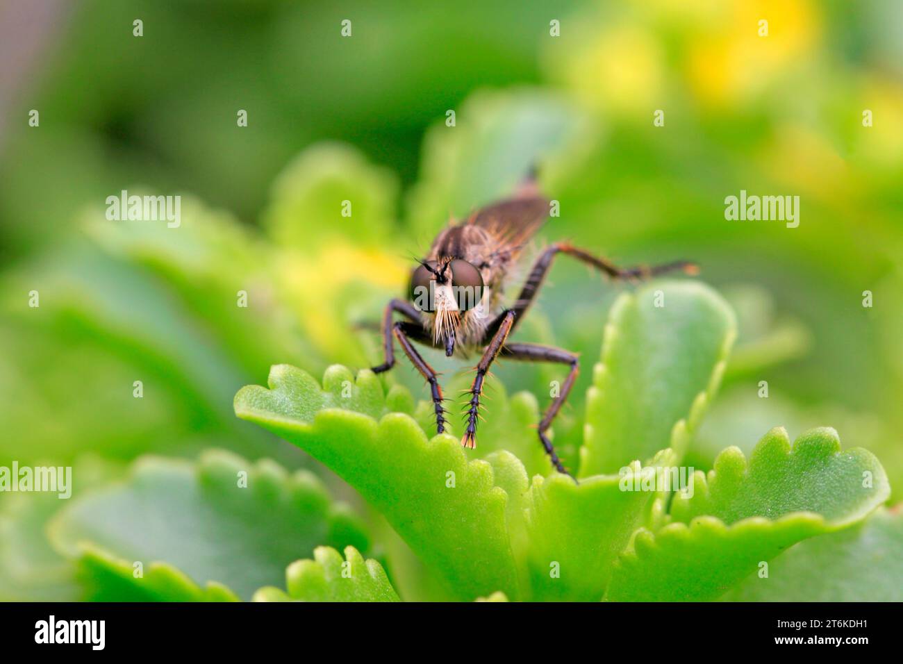 Tabanidae macro diptera hi-res stock photography and images - Alamy
