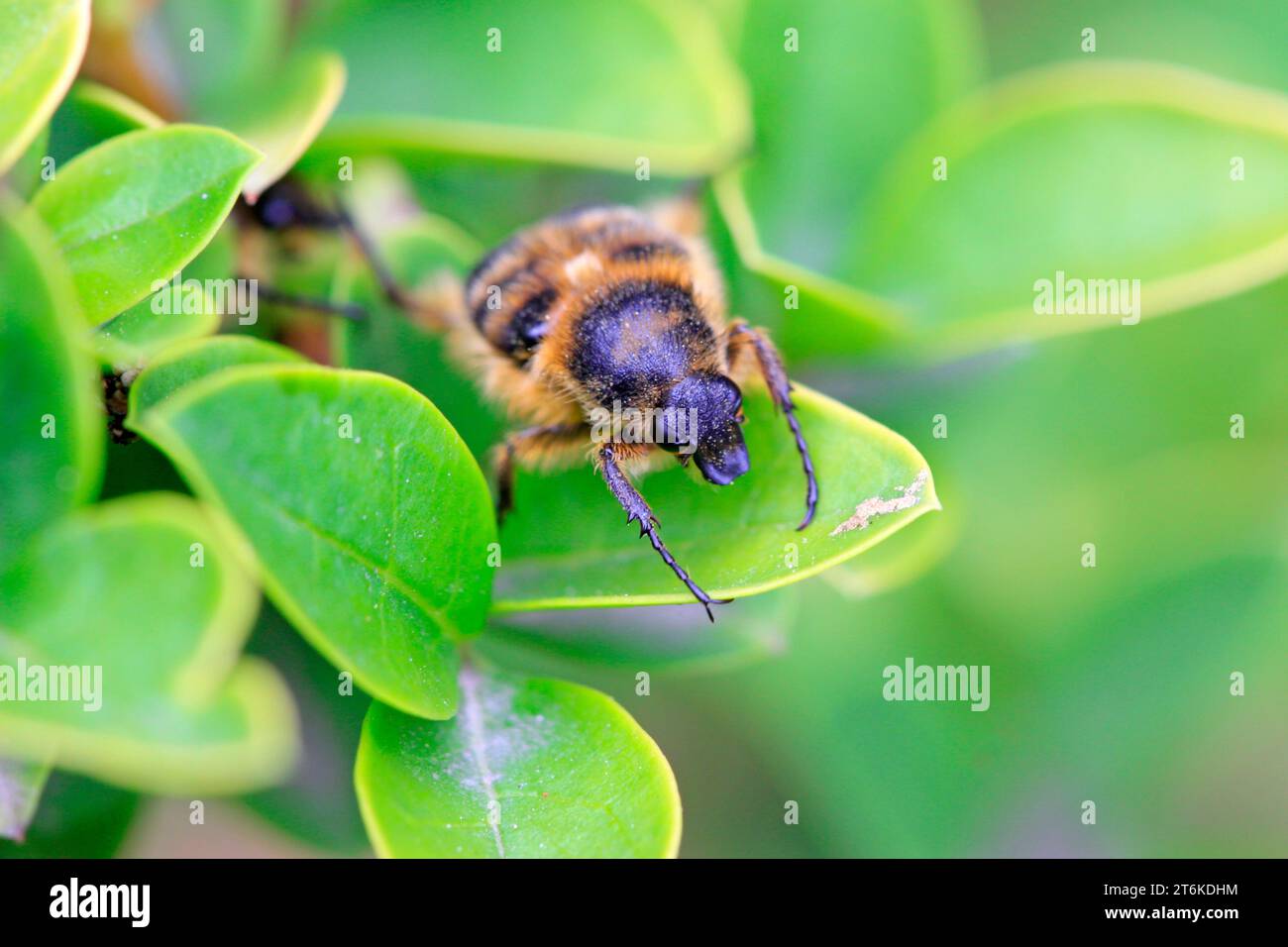 Spot scarabaeidae hi-res stock photography and images - Alamy