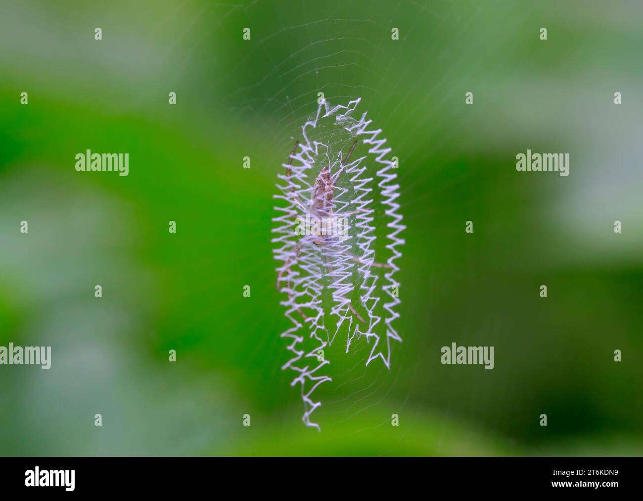 Unique spider shape hi-res stock photography and images - Alamy