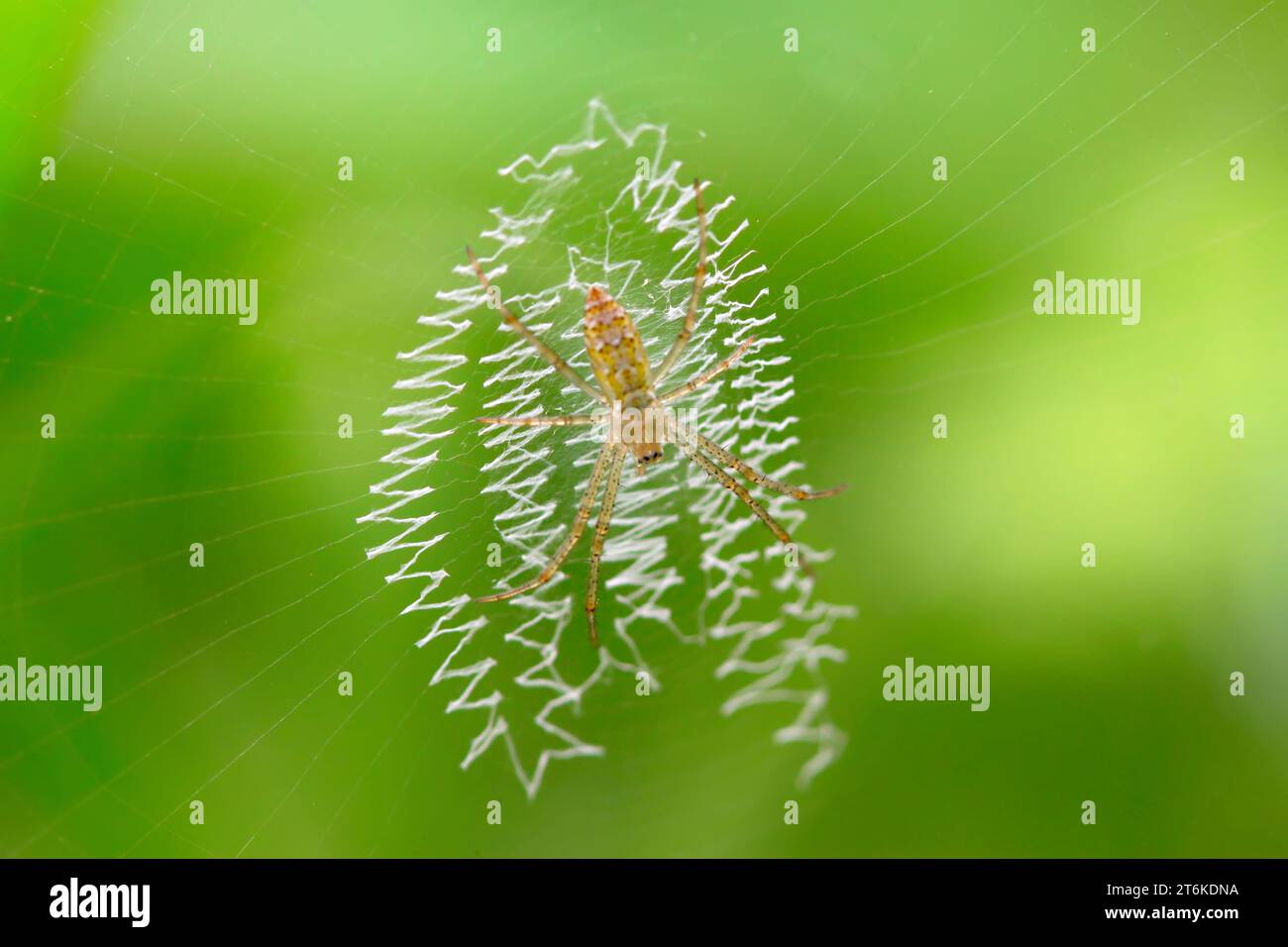 Unique spider shape hi-res stock photography and images - Alamy